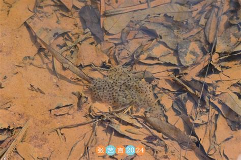 Islanderiskanders Identifications · Inaturalist