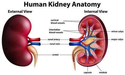 perarasu p snsct on linkedin hello connection 👋 article about anatomy