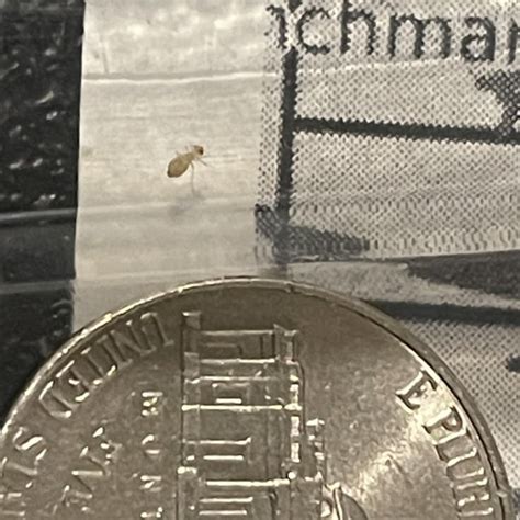 Bed Bug Nymph Pt 2 R Bedbugs