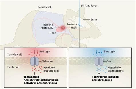 《自然》：心跳控制大脑？“光遗传学之父”创新技术，证实百年猜想 知乎