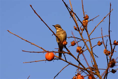 ツグミスズメ目 ヒタキ科 松之山の野鳥や自然