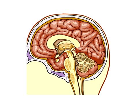 Brain Structure Quiz
