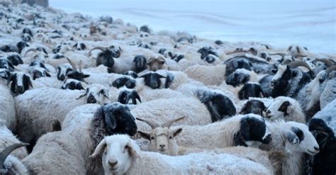 МАХ БЭЛТГЭГЧ АЖ АХУЙН НЭГЖҮҮД ХОНЬ ХУДАЛДАН АВЧ БАЙНА
