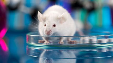 Why Are Mice Used In Testing For Human Diseases