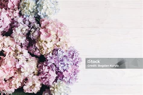 소박한 흰색 나무 평면에 아름 다운 수 국 꽃 하다 수 국 텍스트에 대 한 공간을 가진 인사장의 화려한 핑크 파랑 녹색 흰색 테두리입니다 안녕하세요 봄 해피 어머니의