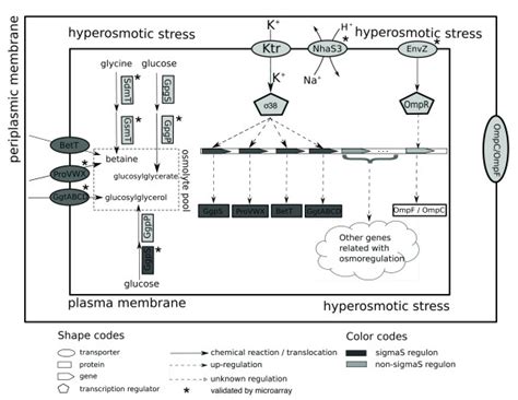 A Working Model For The Osmoregulation Network Of Wh8102 Download Scientific Diagram