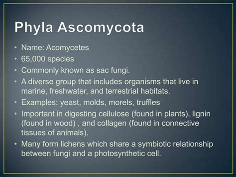 Groups And Phyla Of Fungi Pptx