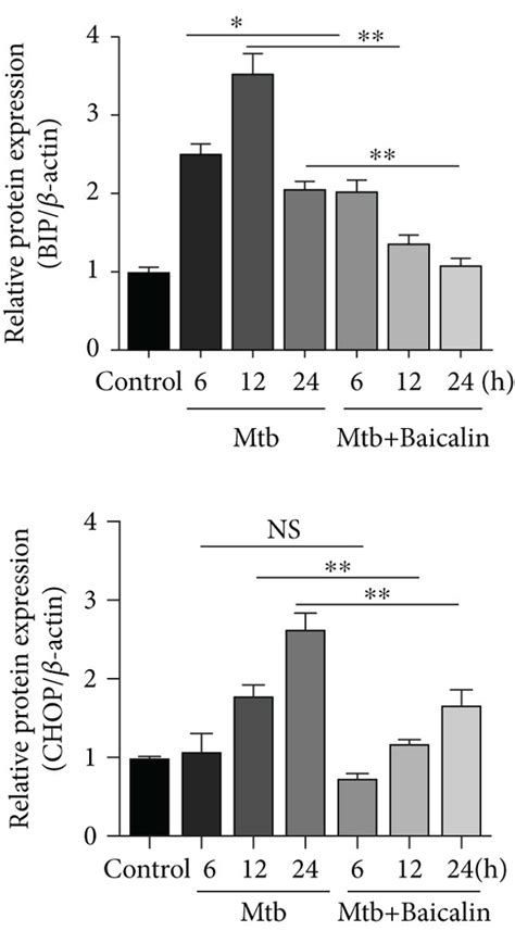Baicalin Attenuates Txnip Via Inhibiting Endoplasmic Reticulum Stress