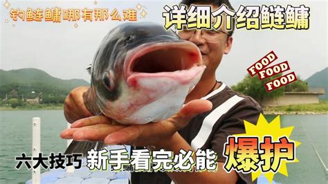 作钓鲢鳙的六个实用小技巧！耗时两年总结出适合新手学习的小窍门体育钓鱼好看视频