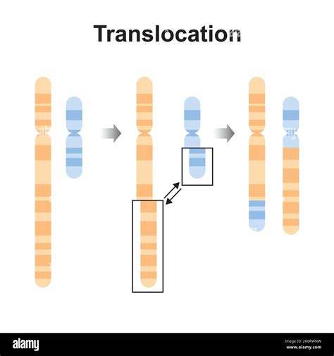 Examples Of Inversion Mutation