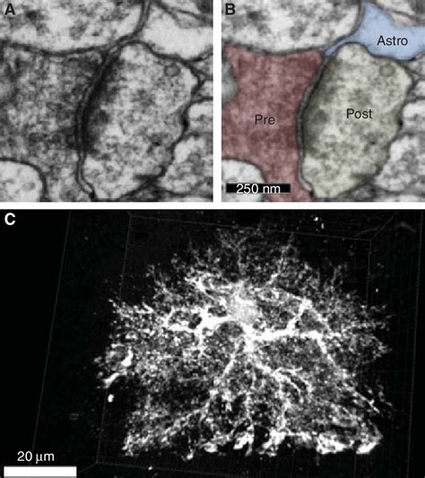 Astrocytic Processes Contact Synapses A Electron Micrograph Of A