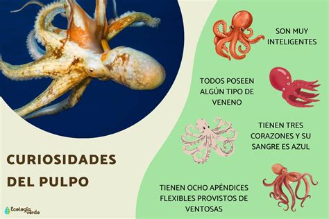 10 Curiosidades Del Pulpo Datos Sorprendentes