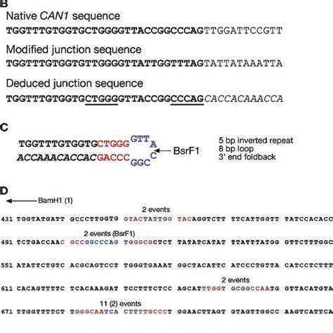 DNA Sequence Analysis Of Palindromic Junctions A Schematic Of A Download Scientific Diagram