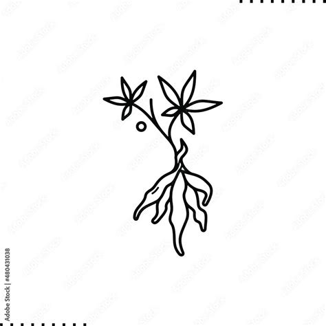 Cassava Tuber Root Brazilian Arrowroot Manioc Plant With Leaves Stock