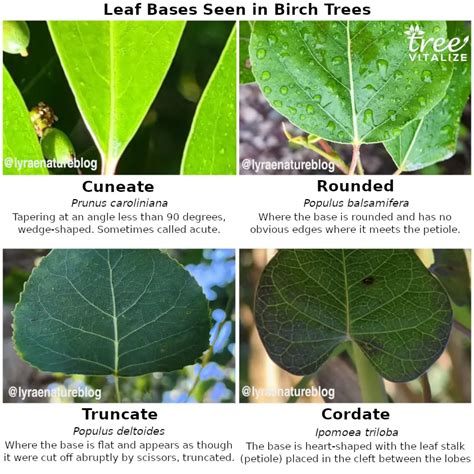 17 Different Types Of Birch Trees And Identifying Features