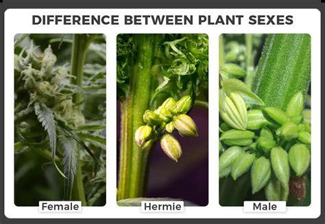 How To Identify Prevent And Deal With Hermaphrodites In Your Cannabis