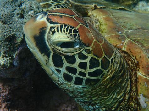 Citizen Science To Assist Turtle Conservation