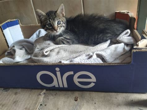 Podarim Mucek Mladicek