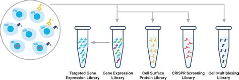 What Is Cell Multiplexing Software Single Cell Gene Expression Official X Genomics Support