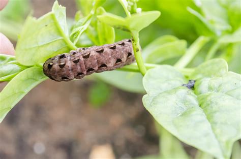Identification And Control Of Army Worms Abracadabra