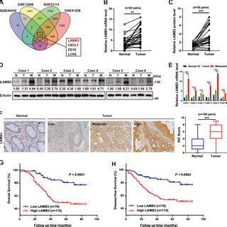 Lamb3 Promotes Cell Proliferation And Cell Migration Through The
