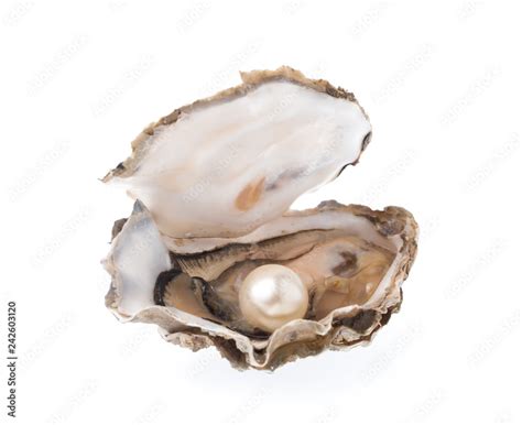 Open Clam With Pearl