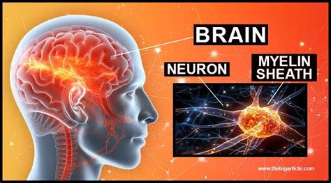 Understanding What It Means For Cidp Disease Life Expectancy