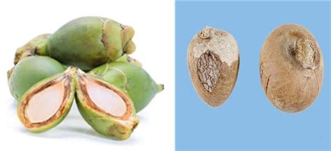 한의협 식품용 빈랑과 한약재 빈랑자 달라빈랑자는 안전