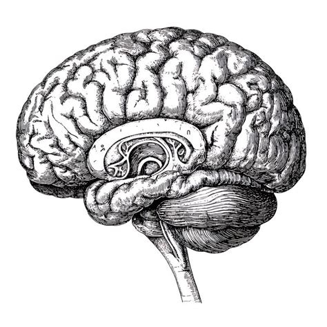 Detailed Anatomical Illustration Of A Human Brain 6 Stock Illustration Illustration Of