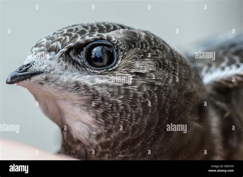 Swift Bird Hi Res Stock Photography And Images Alamy