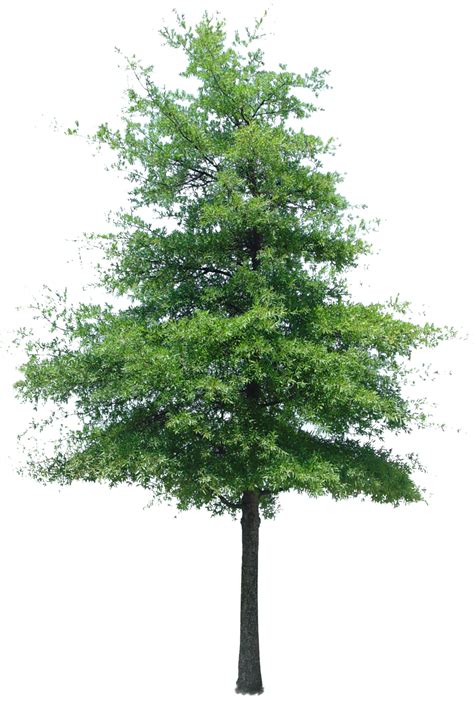 Tree Png Image Tree Photoshop Tree Textures Photoshop Porn Sex Picture