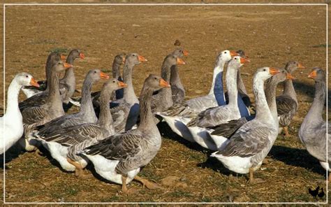 How To Sex Your Geese Learnpoultry