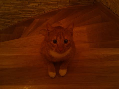 IBM ThinkPad T Zbiory Stare Programy IBM ThinkPad T Zbiory Stare Programy