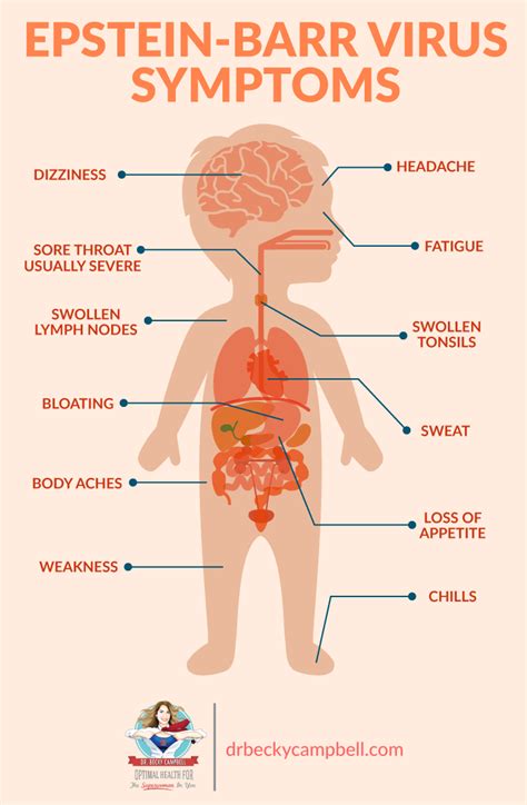Epstein Barr Virus Symptoms And Thyroid Connection Dr Becky Campbell