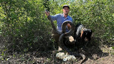 About Python Cowboy Python Cowboy