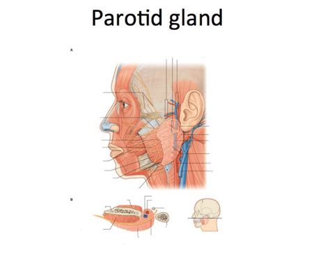 Parotid Gland Quiz