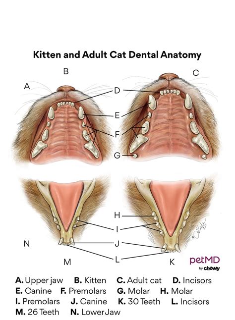 Cat Permanent Dentition Cat Dental Development Chart Wrrvm