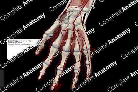 Distal Articular Facet Of First Metacarpal Bone Complete Anatomy