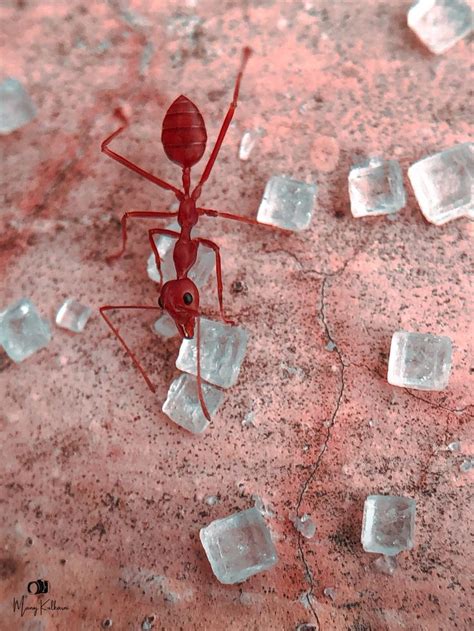 A Red Weaver Ant Artofit