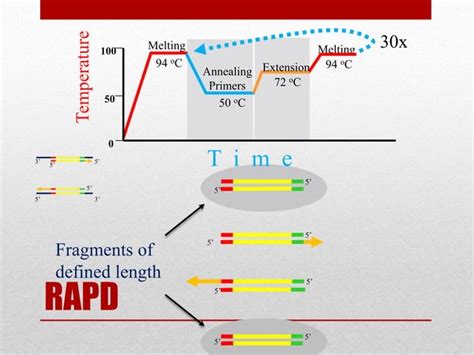 Random Amplified Polymorphic Dna Rapd Pptx