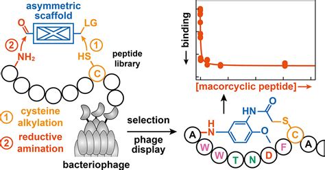 Jacs 利用噬菌体展示技术筛选具有不对称分子骨架的大环肽 知乎