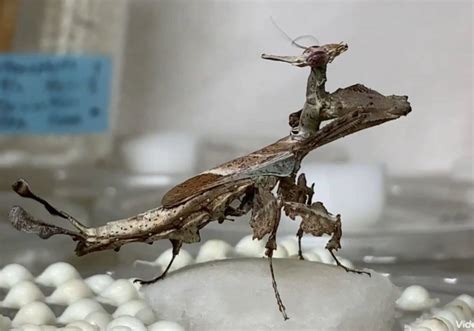 Stenophylla Lobivertex ペルー産 幼虫 ドラゴンマンティス カマキリ ペット 鑑賞 保証あり その他 ｜売買された