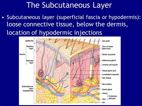 Skin Overview Medical Epss