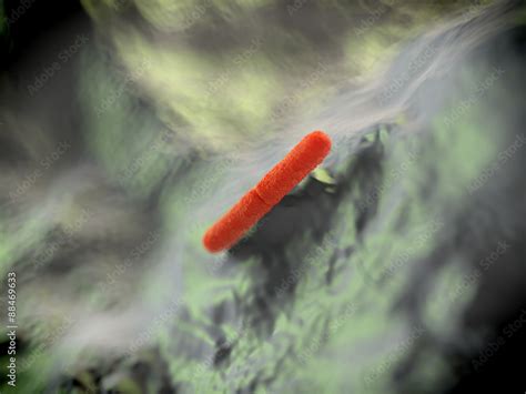 Clostridium Botulinum Bacterium Stock Illustration Adobe Stock