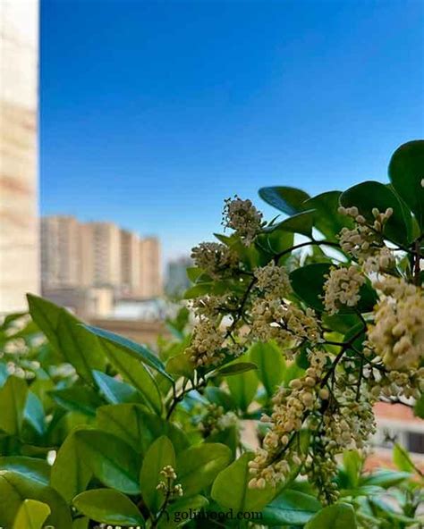 عکس گل یاس ” 2025؛ از محبوب‌ترین و خوشبوترین گل‌ها در جهان گـُـ ـلـی