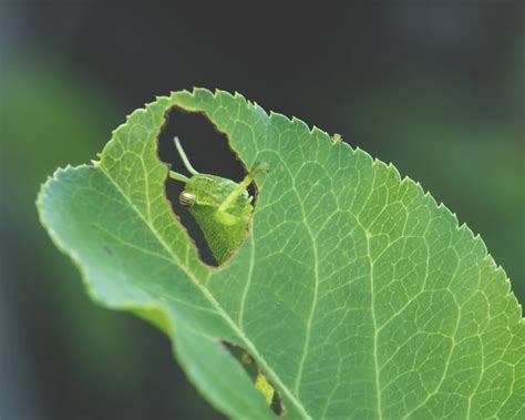 Grasshopper In A Window Rphotographs