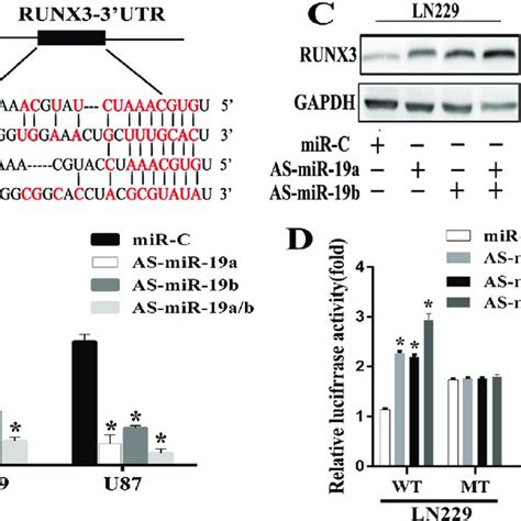 Runx3 Is A Direct Target Of Mir 19ab In Glioma Cells A A Schematic Download Scientific