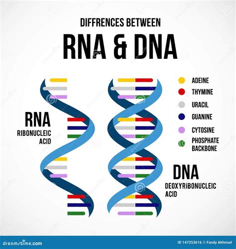 Differences Between Dna And Rna Stock Illustration Illustration Of Formula Body