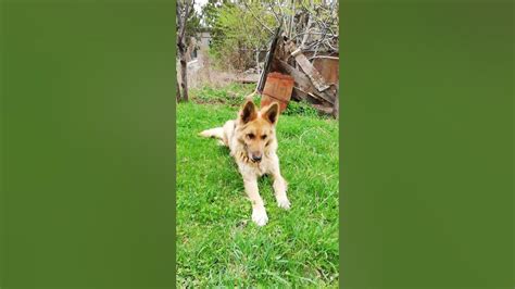 გერმანული ნაგაზი Youtube