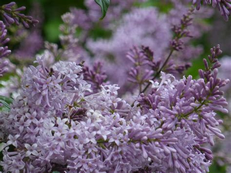 Турецкая Сирень Фото Описание – Telegraph